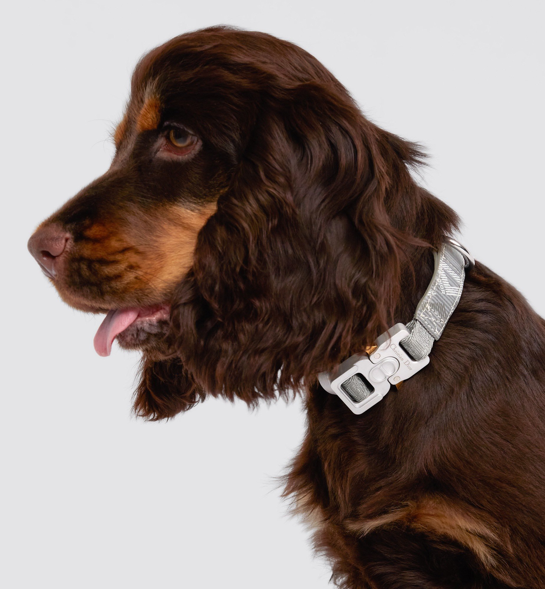 Pet Collar Dior Gray Coated Cotton Canvas with CD Diamond Print | DIOR