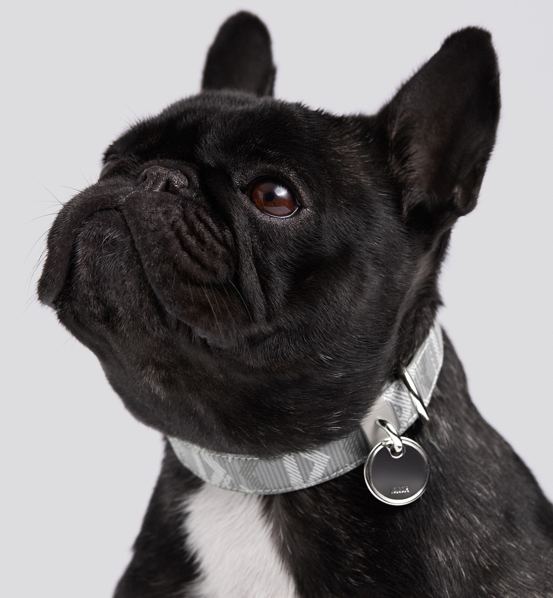 Pet Collar Dior Gray Coated Cotton Canvas with CD Diamond Print | DIOR